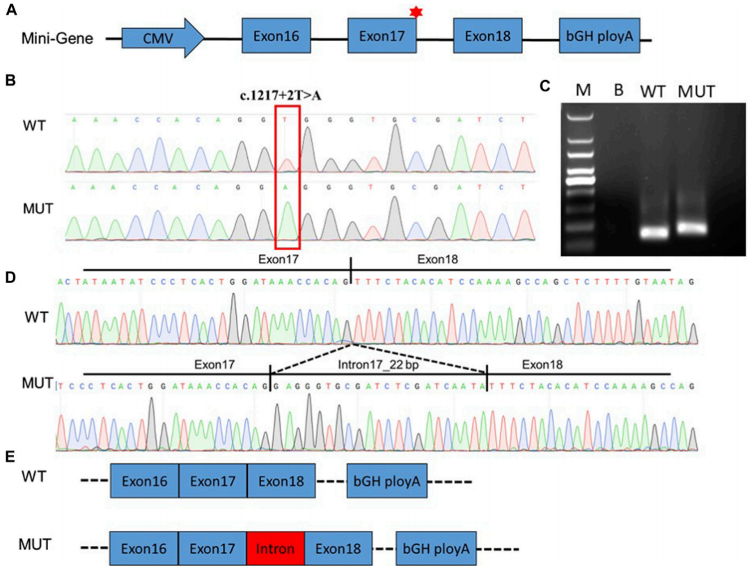Minigene实验——RNA剪接事件检测利器_mini基因-CSDN博客