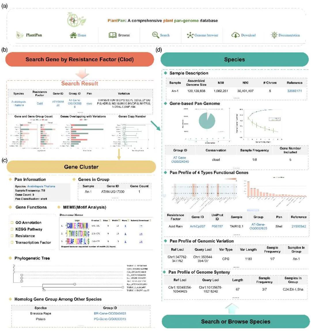 植物泛基因组数据库——PlantPan_图形泛基因组网站-CSDN博客