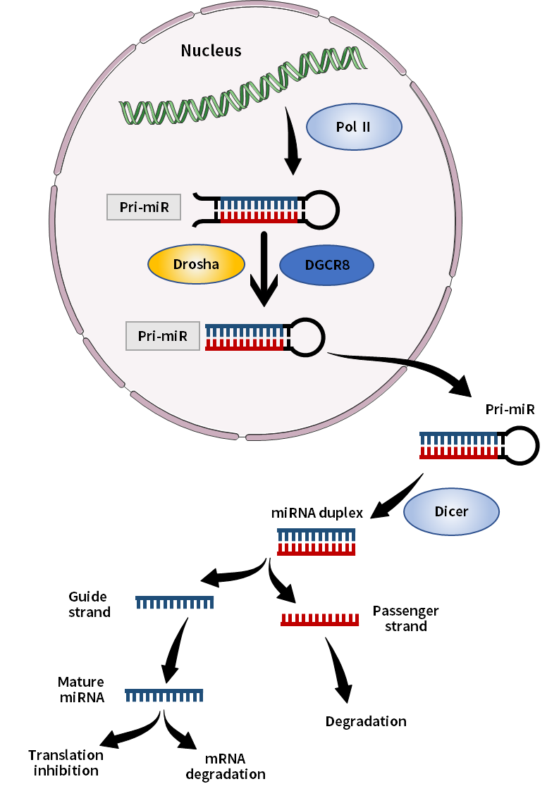 microRNA（miRNA）及其研究应用_mirna靶标验证 阳性对照 意义-CSDN博客