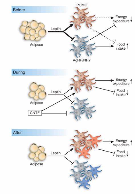 睫状神经营养因子（CNTF）及受体_cntf作用-CSDN博客