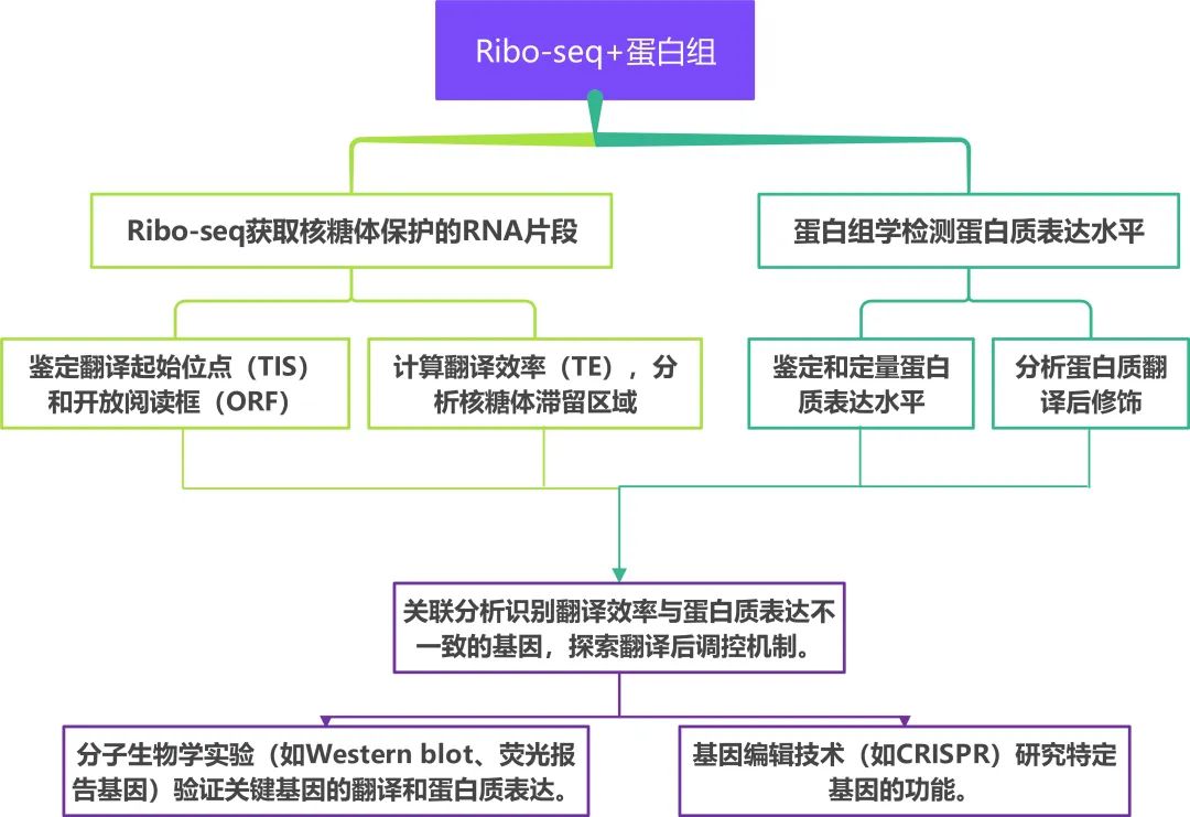 Ribo-seq+多组学：解码基因表达的“隐藏维度”_lace-seq和ribose比较-CSDN博客