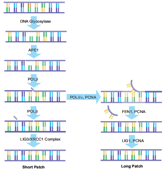 DNA 损伤与修复：细胞生命的精密调控机制_dna损伤的类型有哪些-CSDN博客