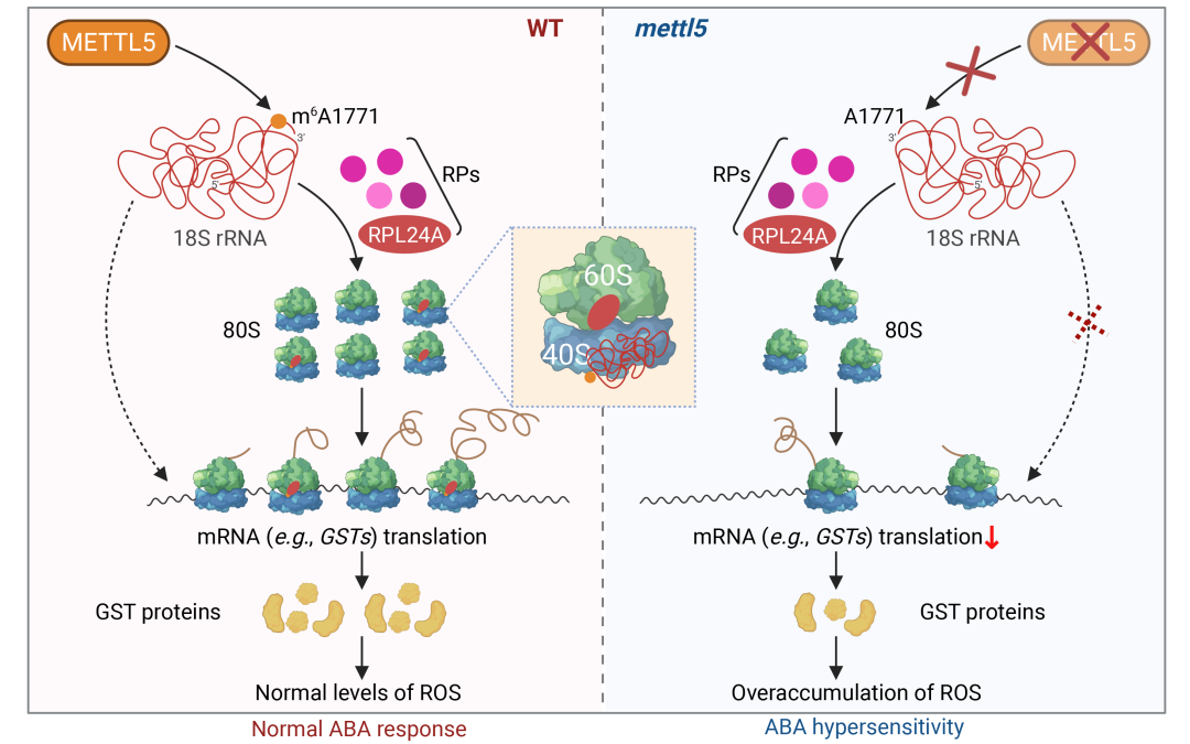 iMeta期刊 第4卷第4期 在线正式发布-CSDN博客