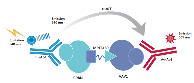 VAV1的生物学功能、疾病关联性与靶向治疗策略：聚焦PROTAC技术-CSDN博客