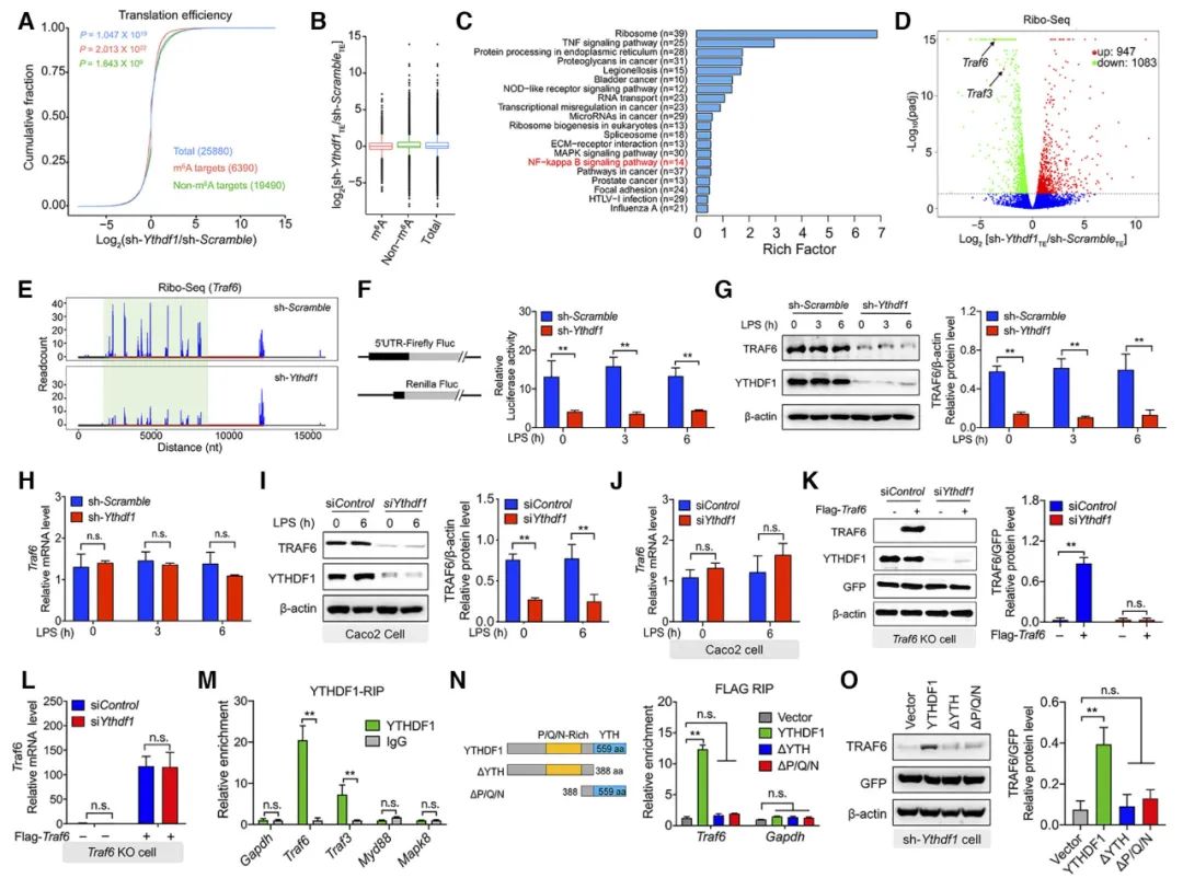 Ribo-seq+多组学：解码基因表达的“隐藏维度”_lace-seq和ribose比较-CSDN博客