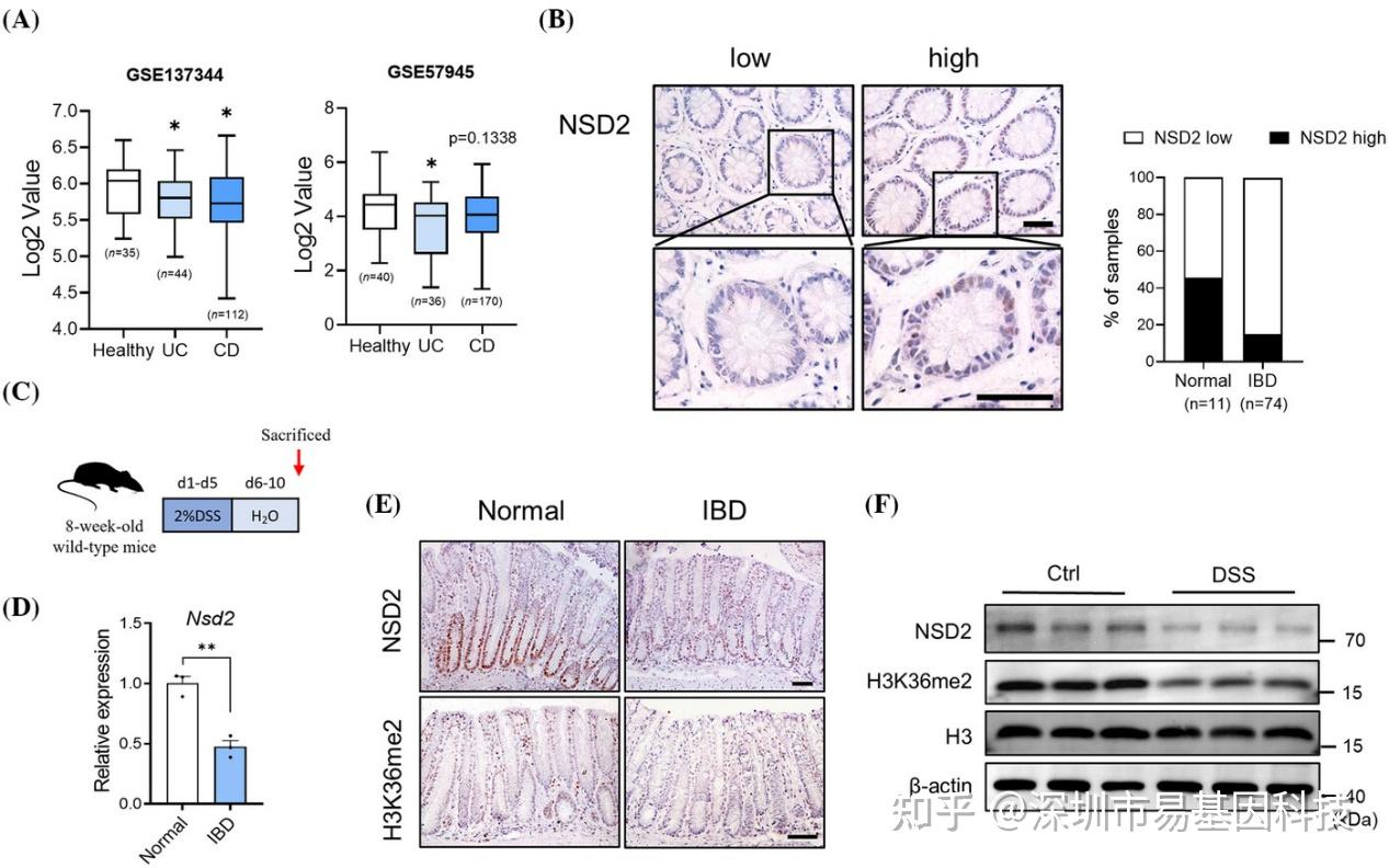 易基因：CTM：ChIP-seq揭示组蛋白甲基转移酶NSD2在炎症性肠病(IBD)发生过程中的表观调控机制_ibd 免疫细胞染色-CSDN博客