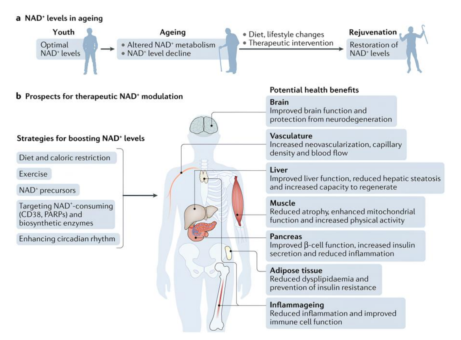 服用过NMN的人，最后都选择了NMNH——抗衰科技的进化方向-CSDN博客