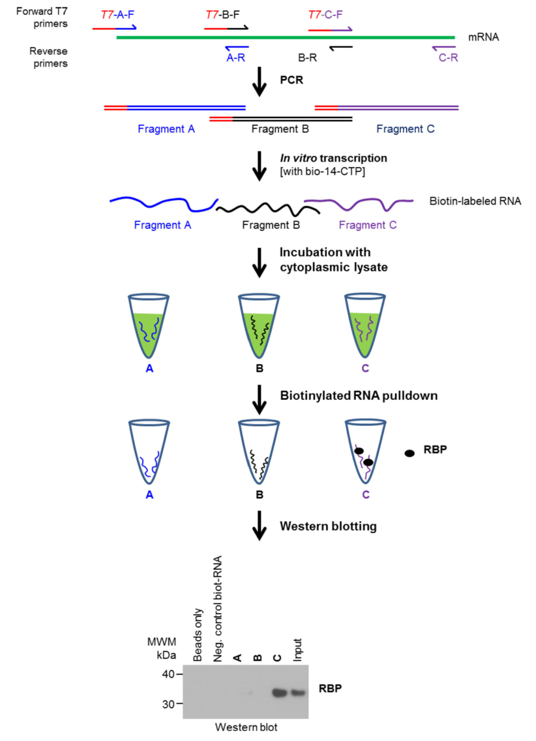 一文读懂｜RNA Pull-down实验流程（值得收藏）_sci文章中rna pull down结果怎么展示-CSDN博客