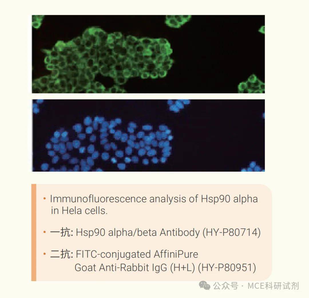 MCE干货分享：一抗二抗选择小技巧，不同实验对抗体的要求-CSDN博客
