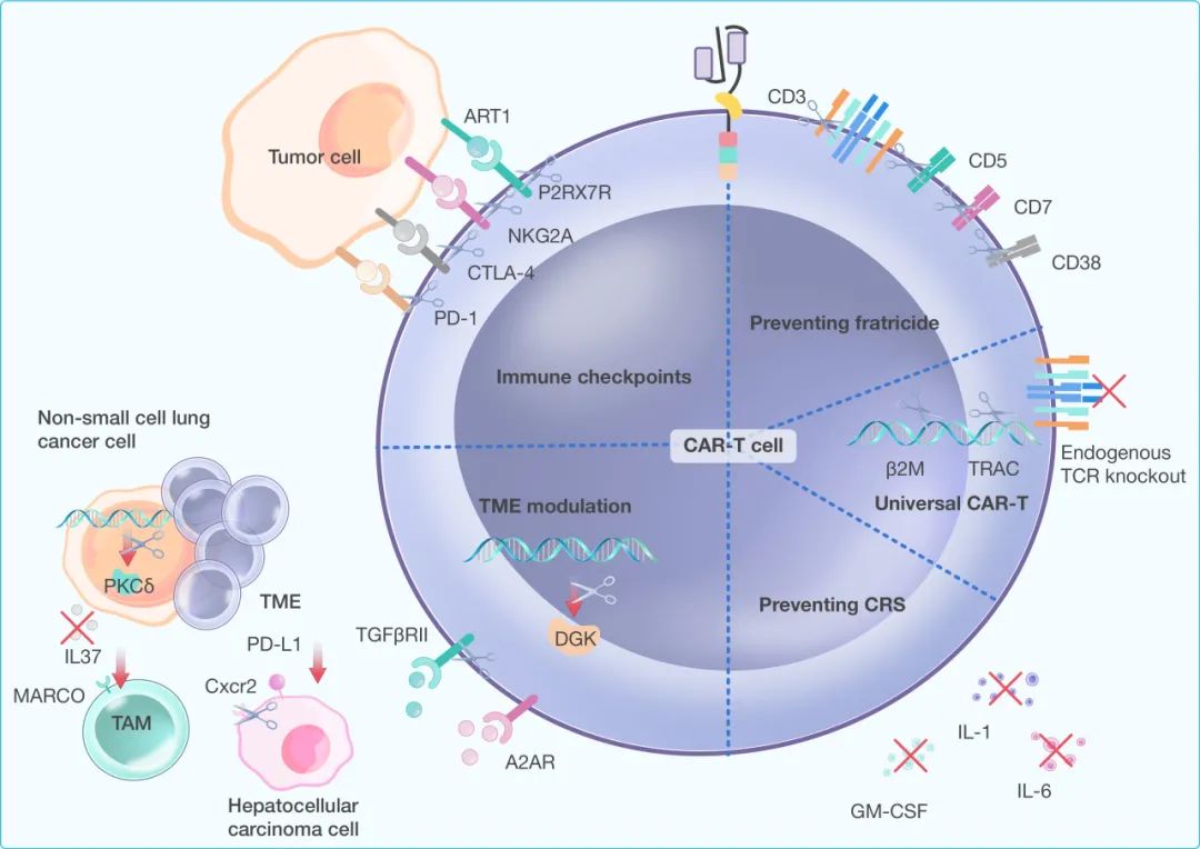 hLife Review | CRISPR技术在CAR-T疗法中的应用_高山子北京大学-CSDN博客