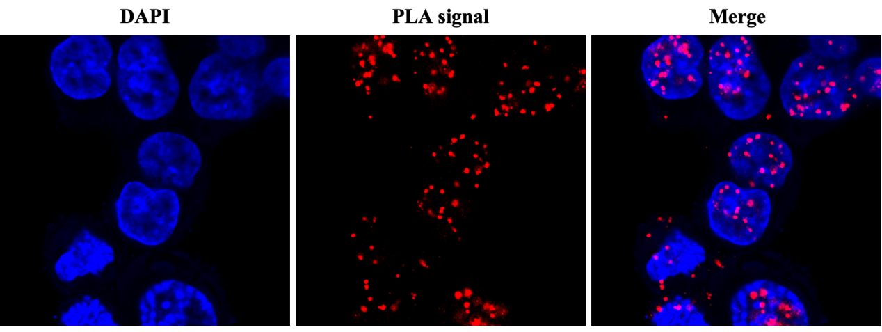 邻近连接（PLA）-CSDN博客