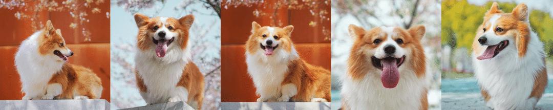 Z-Image Turbo LoRA训练魔法：如何保持加速生图能力_魔搭ModelScope社区-ModelScope魔搭社区