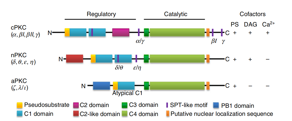 蛋白激酶C 抗体_pkc怎么激活的nfkb-CSDN博客