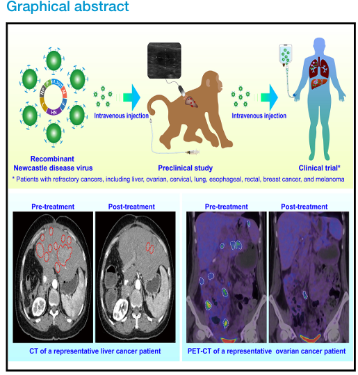 25年《Cell》:NDV-GT实现90%实体肿瘤控制率_ndv-gt临床二期进展-CSDN博客