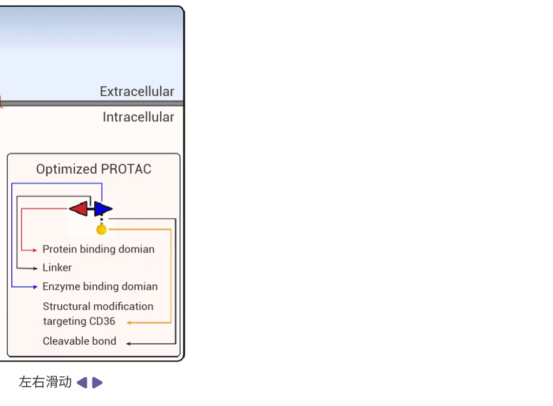 《Cell》破解 PROTAC 透膜难题∶ CD36 蛋白介导的内吞机制_MedChemExpress(MCE中国)-CSDN博客