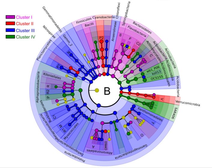 如何简化美化LEfSe分析结果中的Cladogram图-CSDN博客