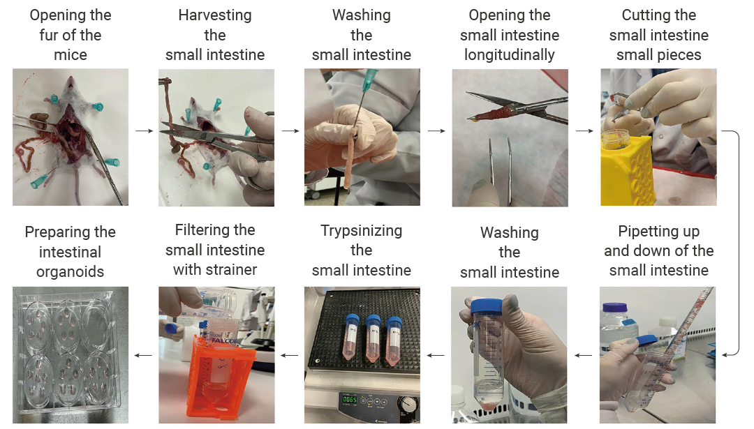 实验操作 ｜ 如何成功做出小鼠小肠类器官 详细实操全流程, 一文 Get！｜ MCE-CSDN博客
