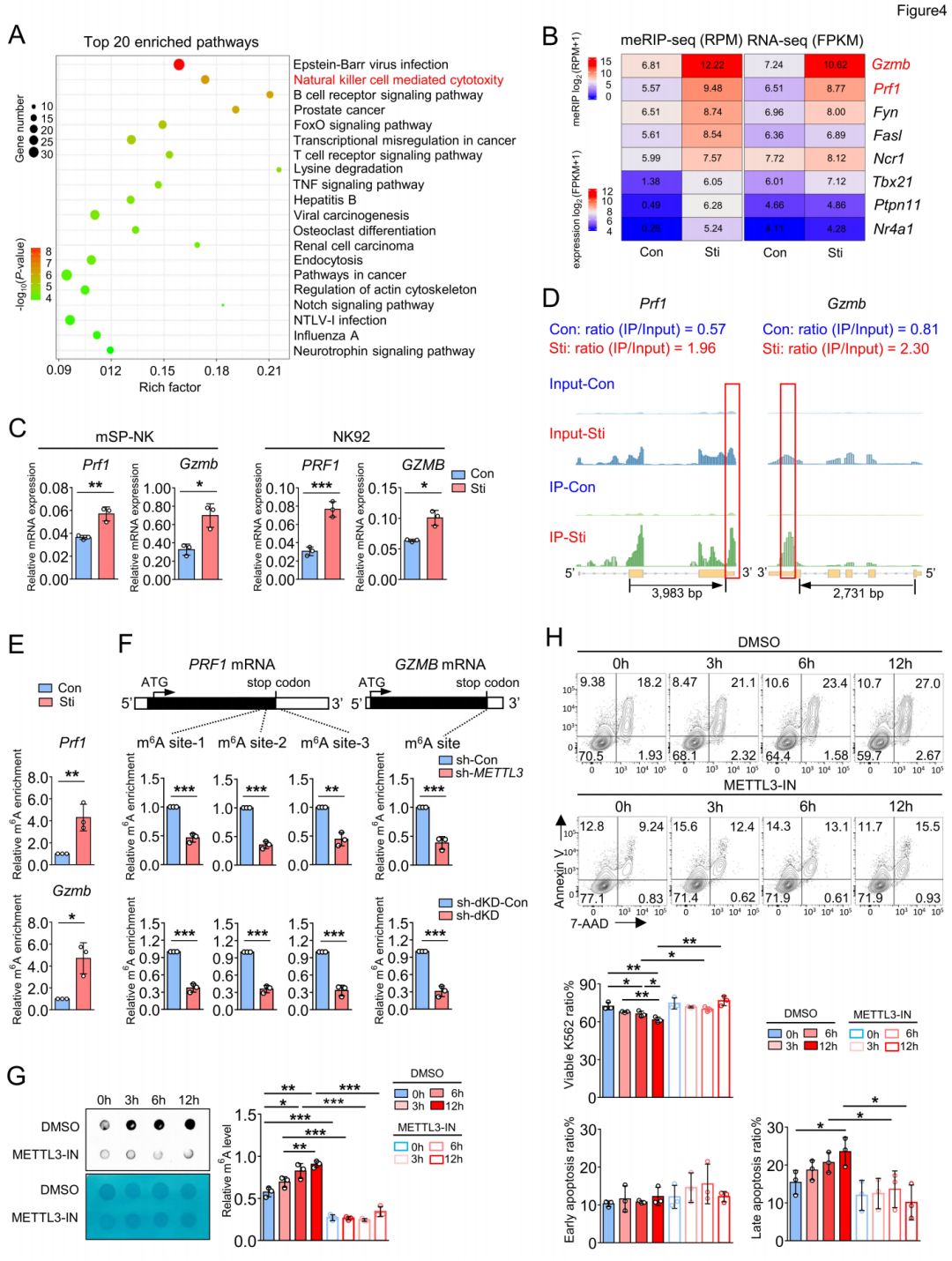 RNA m6A修饰免疫沉淀建库试剂盒：Epi™ m6A Immunoprecipitation Kit_m6a修饰免疫沉淀试剂盒 r1802-12-CSDN博客
