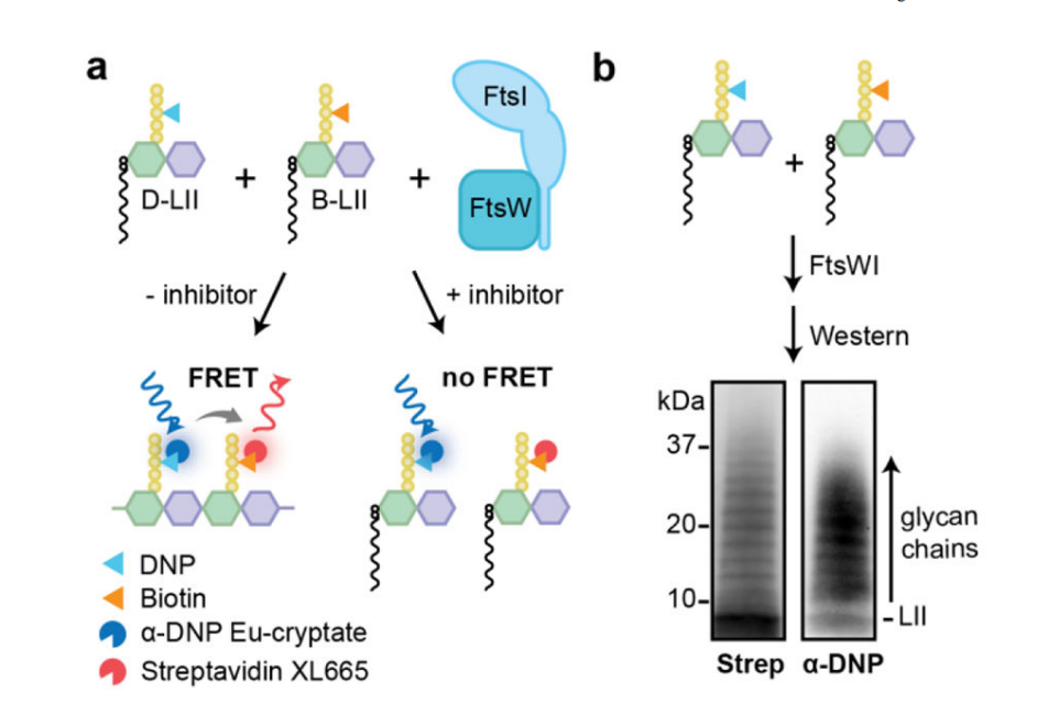 【技术应用】应用TR-FRET技术的酶活性检测-CSDN博客