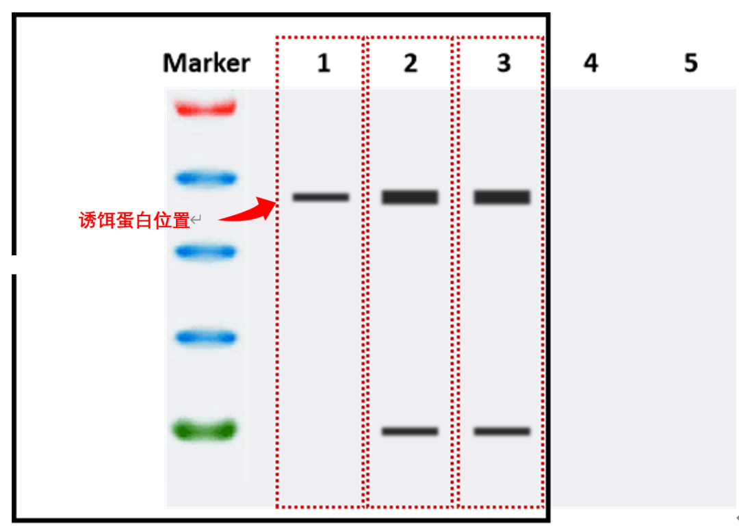 一文读懂 | IP-WB的实验流程和结果解析_ip-wb实验-CSDN博客