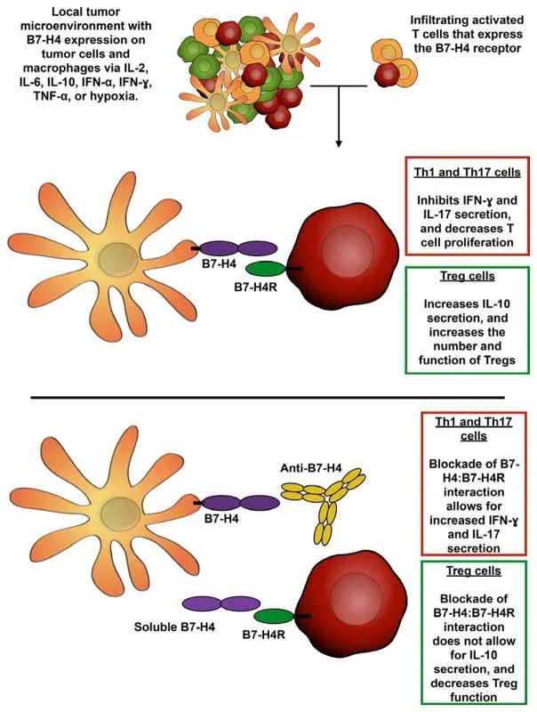 CDx 抗体 | 新兴靶点B7-H3/H4，助力ADC药物研发_b7-h3 adc-CSDN博客