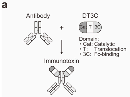 DT3C赋能ADC药物研发：高效检测抗体内化效率_dt3c protein-CSDN博客