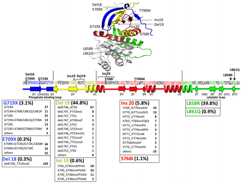 EGFR T790M/C797S/L858R突变：分子机制与临床转化全景_egfr c797s-CSDN博客