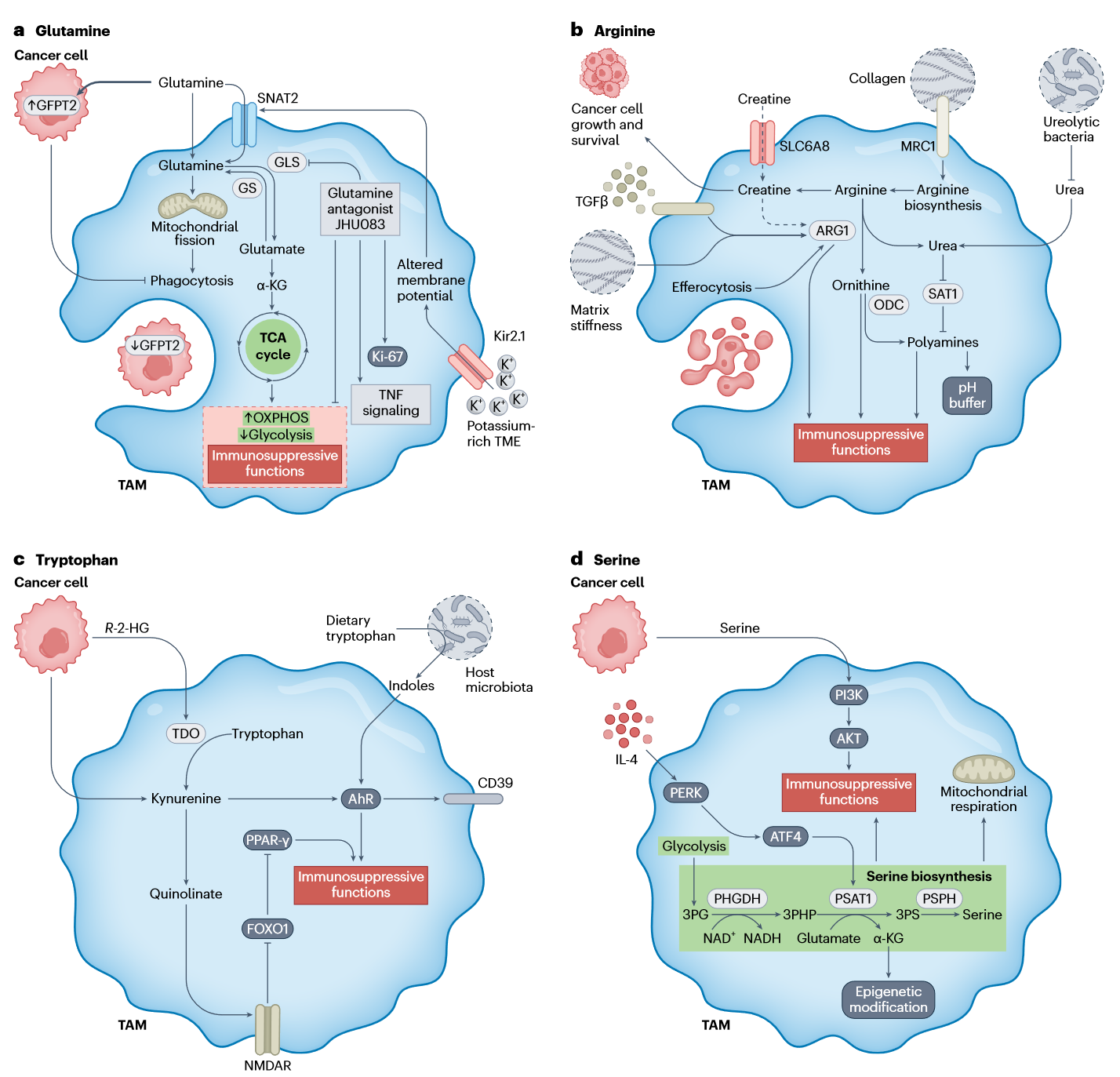 Nature Cancer | 代谢如何决定巨噬细胞的“性格”？一文梳理TAM功能背后的代谢线路图 ｜ 这组TAM代谢机制机制图学习起来_linking macrophage ...