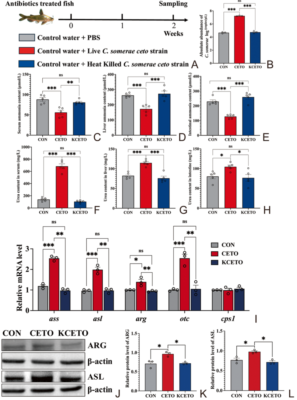 Microbiome | 宁波大学黎明团队揭示肠道微生物在鱼类氨氮解毒过程中发挥的关键作用-CSDN博客