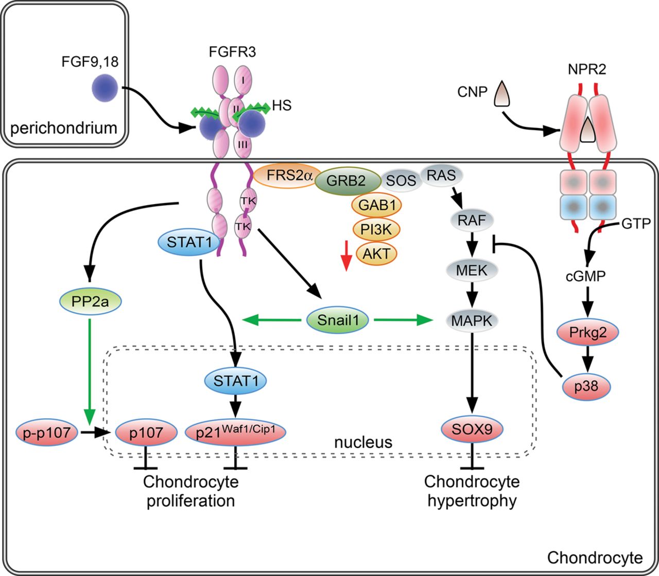 FGFR3 基因突变与低颅骨软骨发育不全-CSDN博客