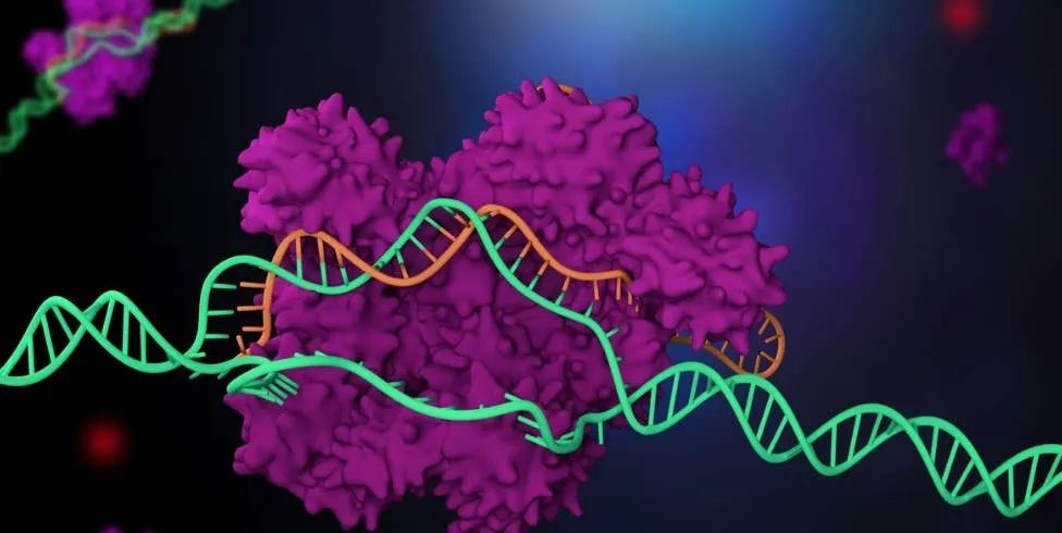 准确、快速地从头预测RNA 3D结构，港中大、复旦等深度学习方法RhoFold+登Nature子刊...-CSDN博客