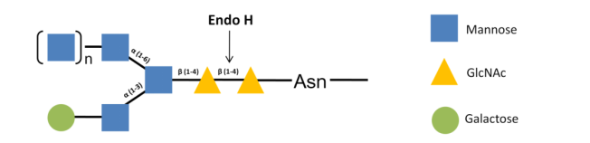 Endo S糖苷内切酶：特性、作用机制与应用前景_传统糖基化酶 endo s 主要作用的分子是?-CSDN博客