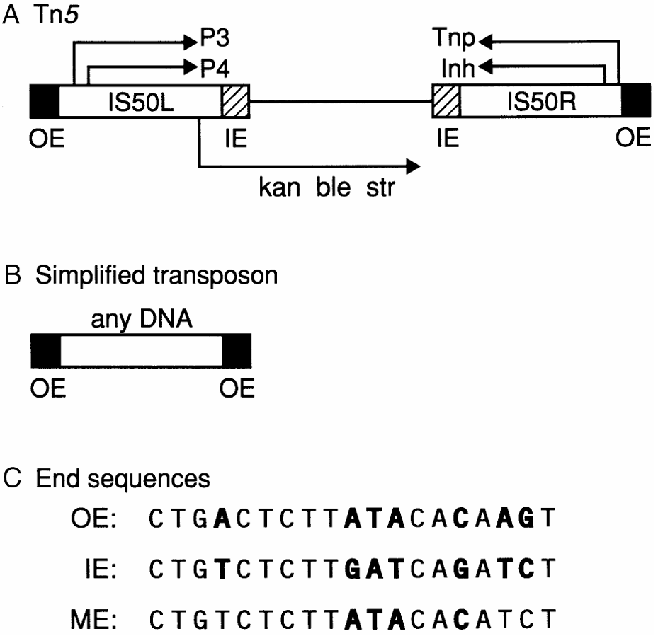 转座子——基因界的“跳跳糖”_tn5转座酶-CSDN博客