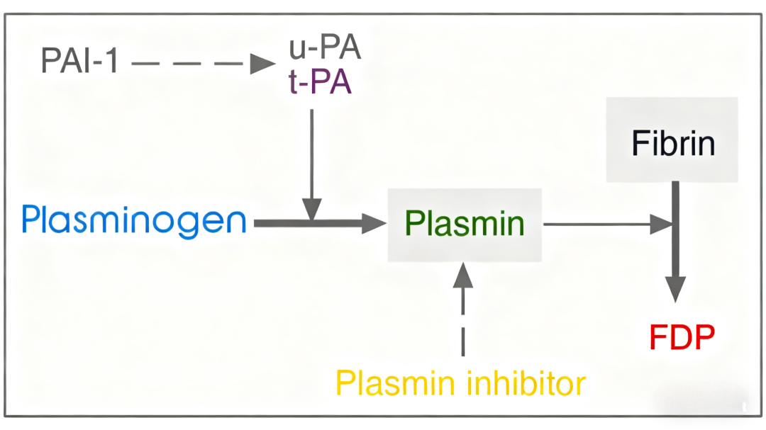 纤溶酶原在凝血与纤溶系统中的核心作用是什么？-CSDN博客