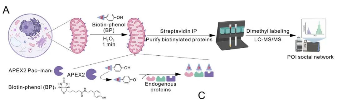 互作蛋白组学技术对比：邻近标记与传统IP-MS、Pull down-MS优势对比_ip-ms技术和pull-down-ms技术-CSDN博客