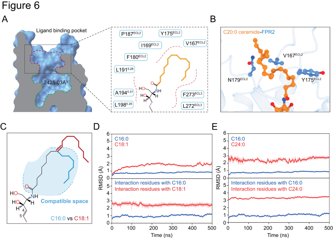 孙金鹏、姜长涛、孔炜又又又登顶刊！Nature余热未尽，Science揭秘神经酰胺和FPR2受体竟是脂肪代谢 “操控大师”_c16 :0神经酰胺-CSDN博客