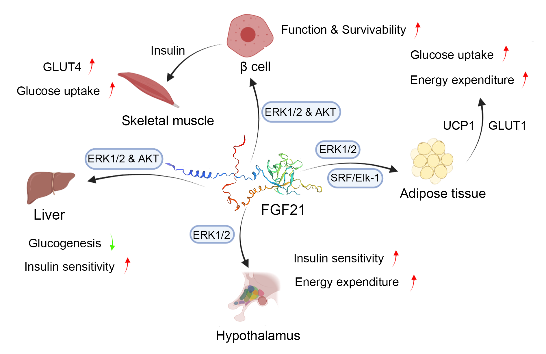脂肪酸稳态与2型糖尿病：从脂解调控机制到疾病进展_pde4b肌肉脂肪-CSDN博客