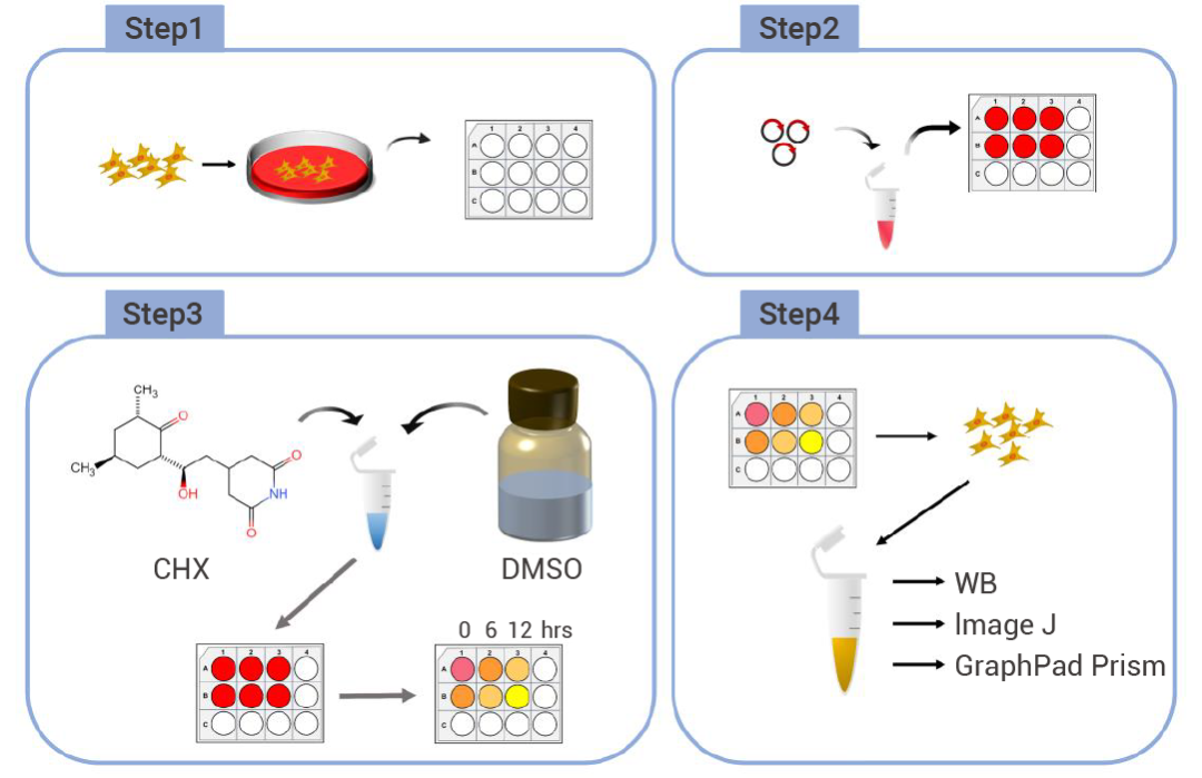 蛋白质也有半衰期! 环己酰亚胺 (CHX) 如何给蛋白质 “算寿命“？| MCE_chx追踪实验-CSDN博客