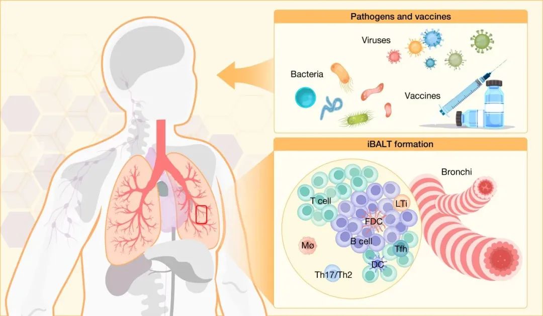 hLife 2023年第二期正式出版_ibalt王硕-CSDN博客
