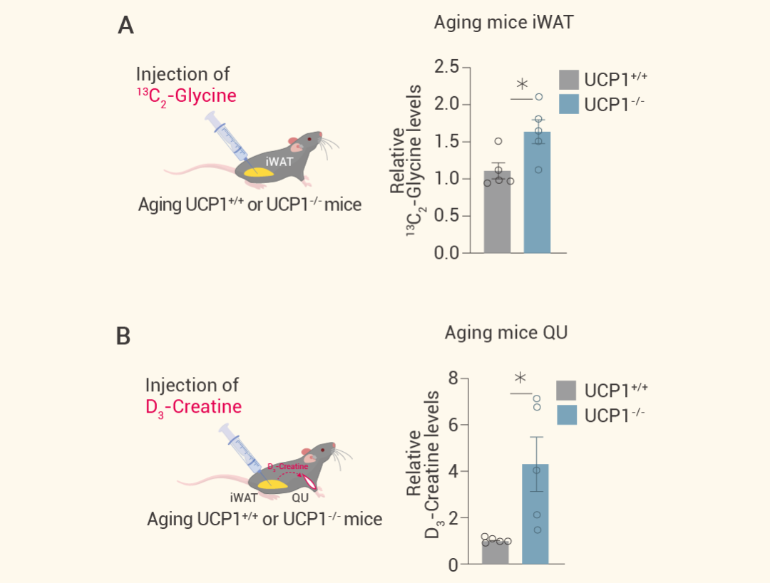 科研助攻 ｜ 同位素示踪技术解码衰老代谢关键通路_MedChemExpress-CSDN博客