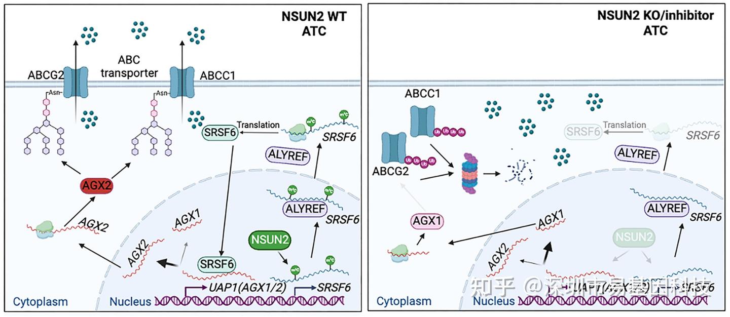 易基因：天津医科大郑向前团队MeRIP-seq等揭示m5C修饰在癌症耐药中的关键调控机制：Theranostics/IF12.4_被敲除基因 ...
