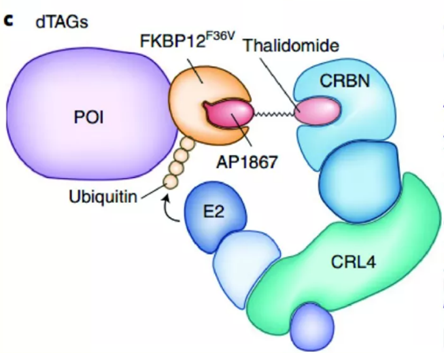 瞬时降解的“Protein i“技术：degradation tag系统_knock in dtag系统-CSDN博客