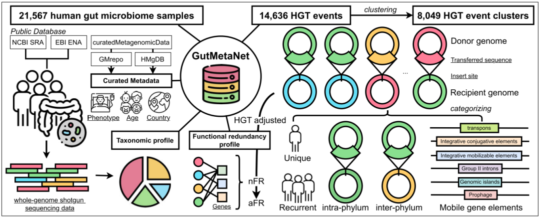 NAR：GutMetaNet——人类肠道菌群HGT网络及功能冗余数据库-CSDN博客