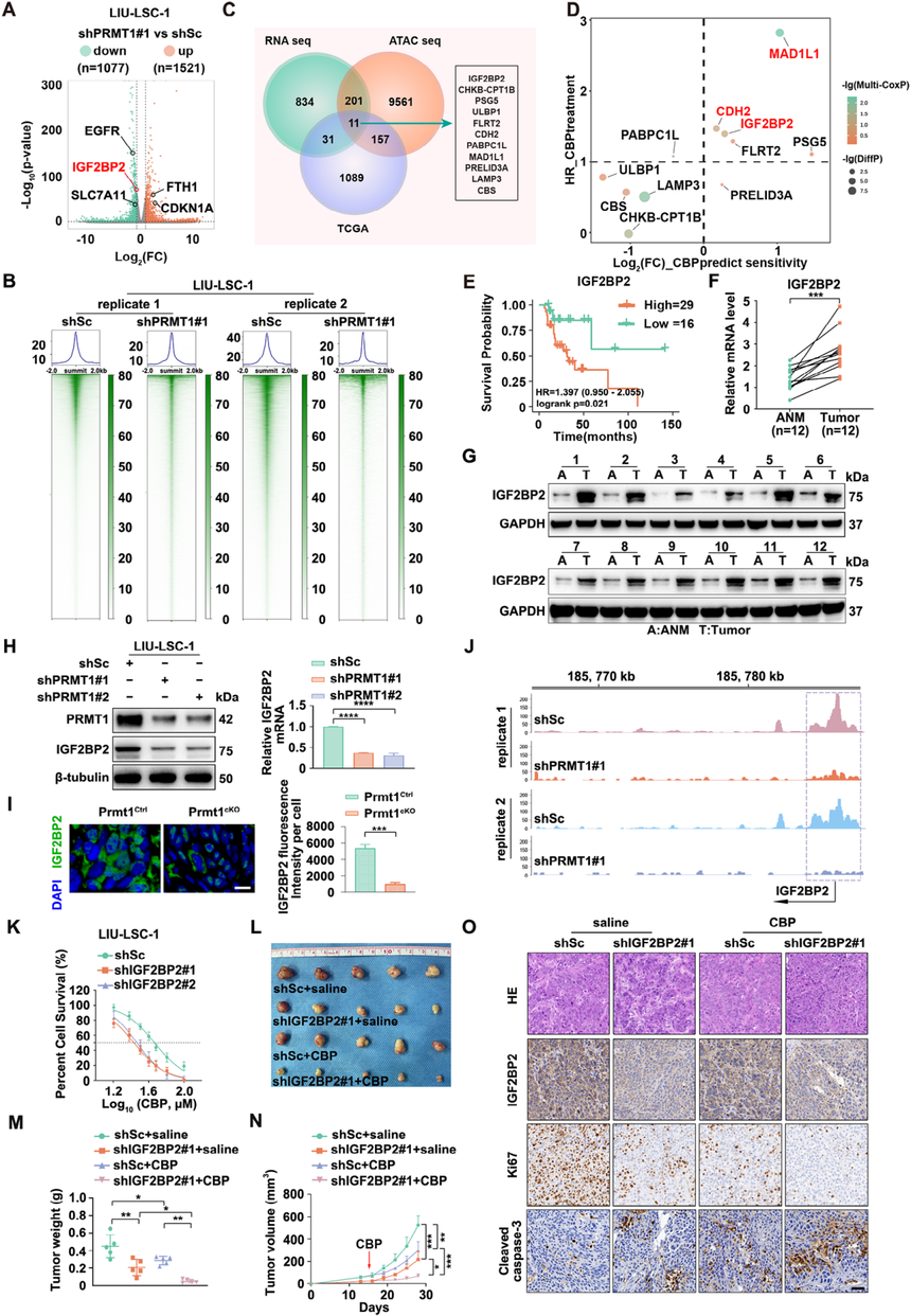 项目文章Adv sci（IF:14.1）|ATAC-seq+CUT&Tag表观多组学助力解析头颈部鳞状细胞癌的耐药性机制-CSDN博客