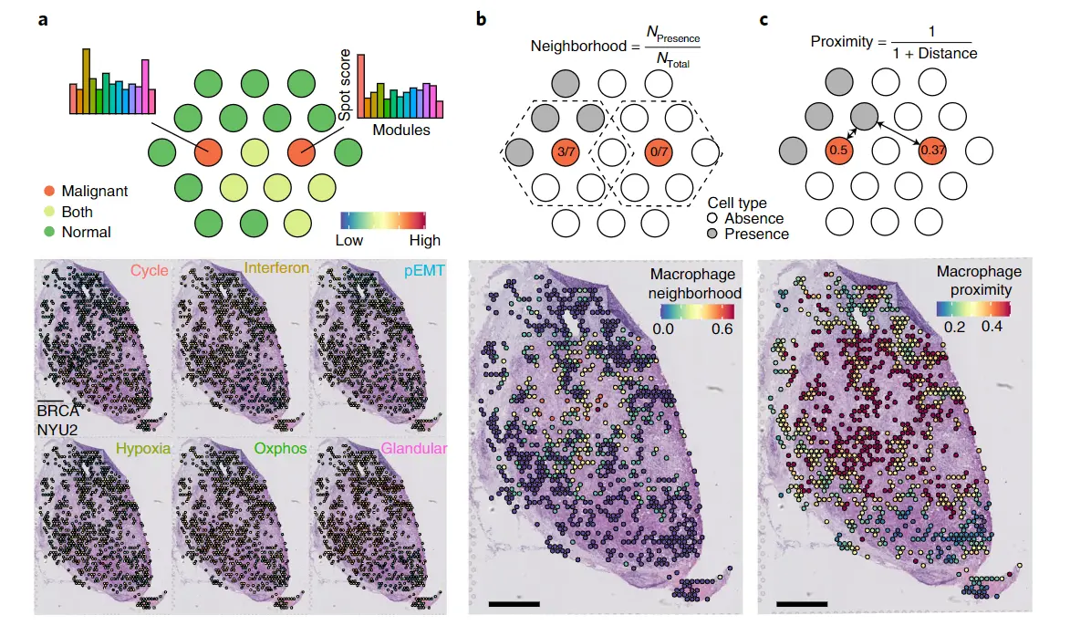 空转复习---空间转录组hotspot_spottedpy-CSDN博客