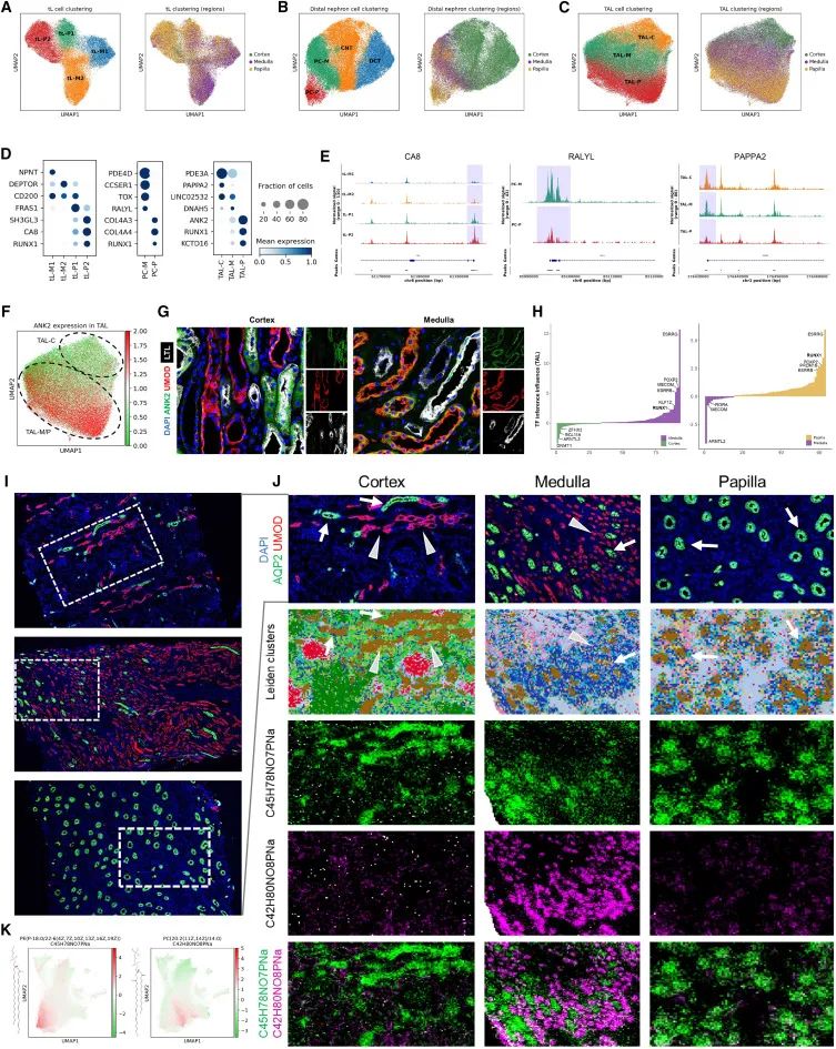 《Cell Metabolism》| 多组学联用挖掘肾脏致病基因_公共数据库代谢组学挖掘文章-CSDN博客