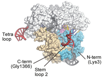 AI驱动设计：AlphaFold 3预测Cas9-sgRNA-靶DNA三元复合物结构，优化编辑特异性_alphafold3预测蛋白小分子复合物结构命令-CSDN博客
