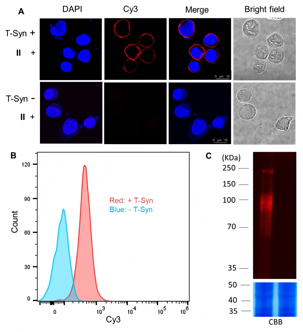 JACS(IF=14.4)｜复旦陆豪杰教授团队攻克Tn抗原检测难题：一步酶促策略如何实现糖基化位点的精准Mapping？_r语言糖基化位点分析-CSDN博客