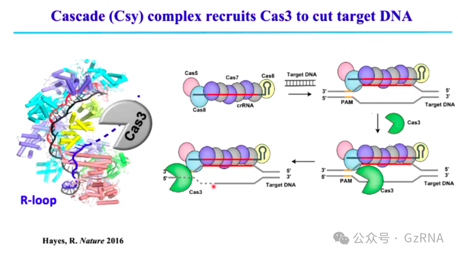 RNA Club | CRISPR-Cas 免疫系统的作用原理及其与噬菌体的对抗-王艳丽教授讲座笔记-CSDN博客