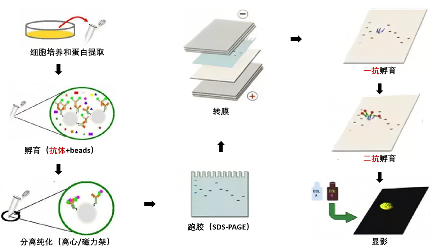 一文读懂 | IP-WB的实验流程和结果解析_ip-wb实验-CSDN博客